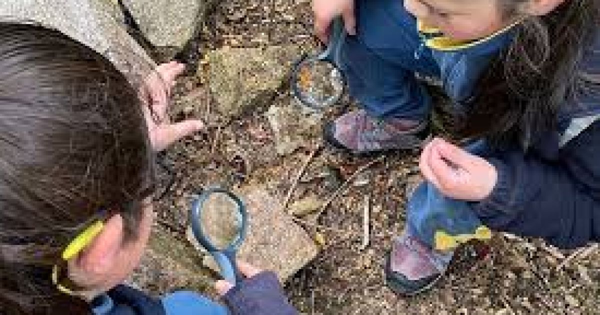 DESCUBRIENDO Y EXPLORANDO NUESTRA FLORA FAUNA Y NUESTRO PROPIO CUERPO « daleProfe - Proyectos